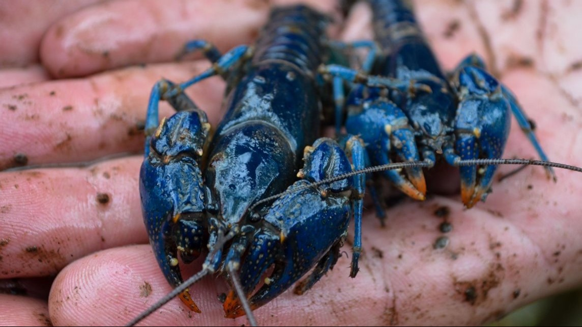 Ohio wildlife researchers discover new species of blue crayfish | wkyc.com