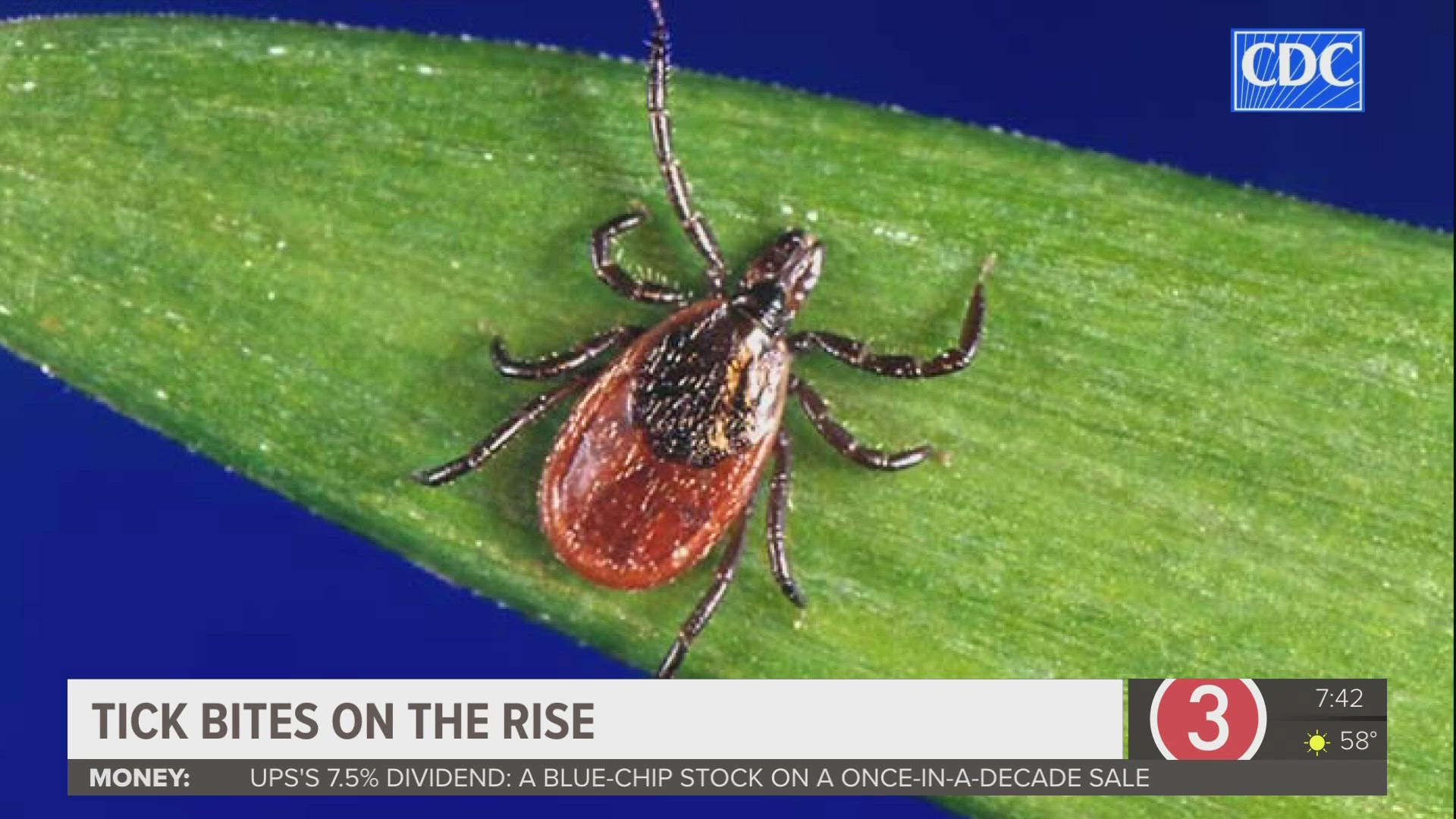 Tick bites are on the rise: How to protect yourself | wkyc.com