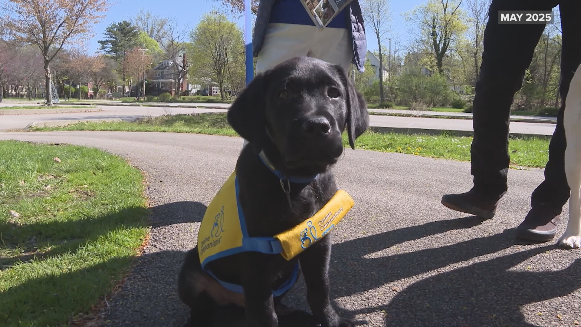 Ready Pet GO! follow-up: Puppy Fifty reaches major milestone in service ...