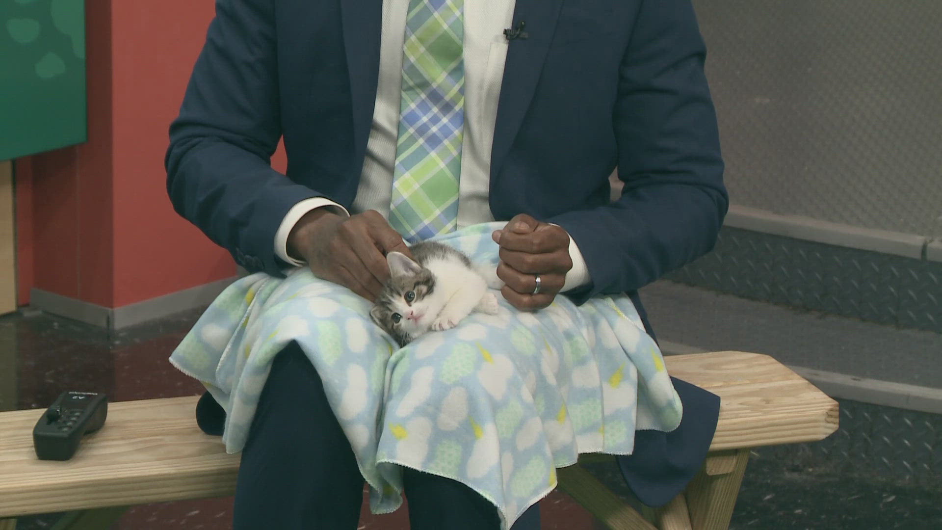 Ready Pet GO! Kitten Krazy visits 3News with Roxy, Ruby and Ralphie ...