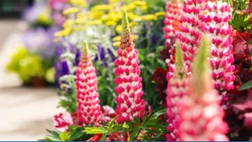 Get Growing: May blooming perennials | wkyc.com