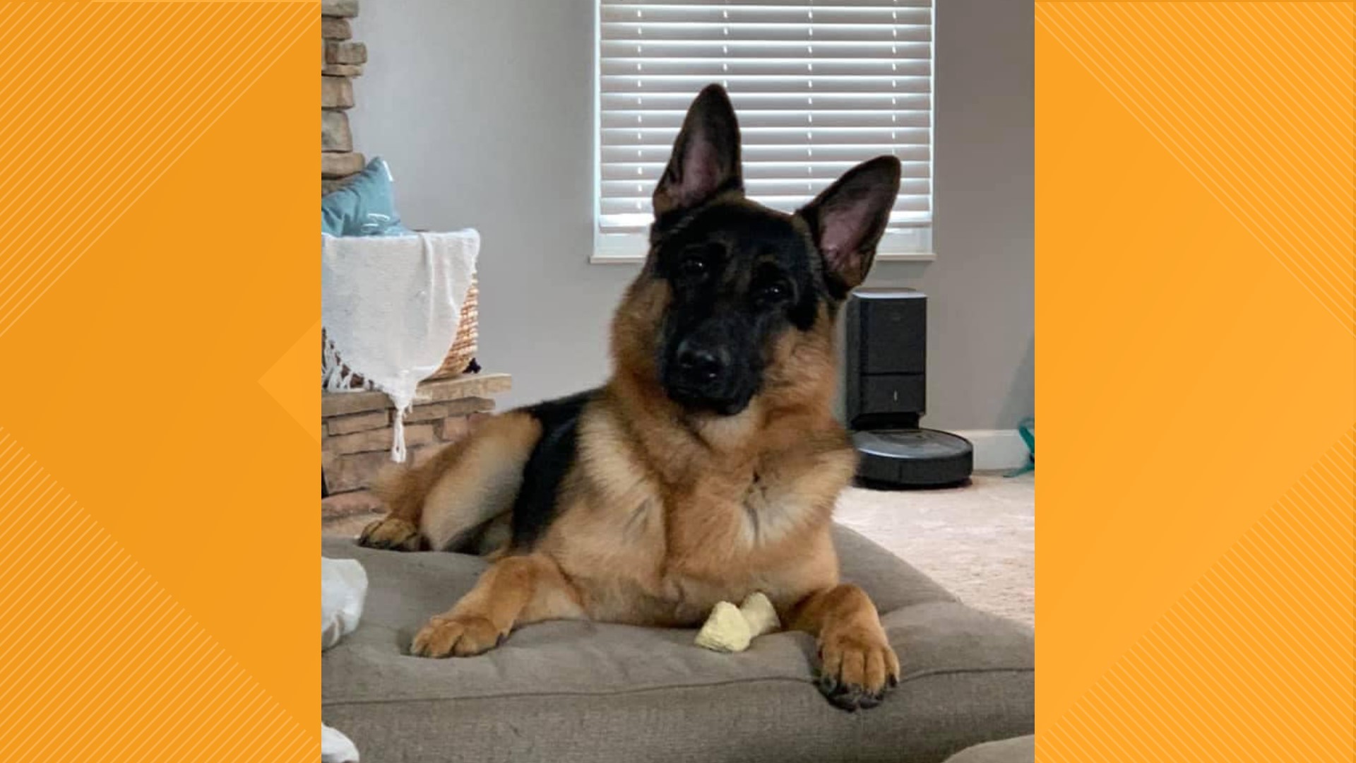 Valley View Police mourn loss of K-9 officer Ricco | wkyc.com