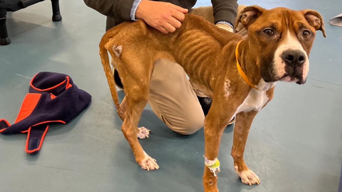 Severely emaciated stray dog found in Lorain starts long road to ...