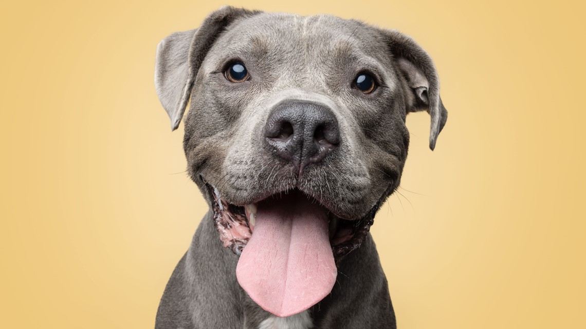 The story of animal photographer Greg Murray in Cleveland | wkyc.com