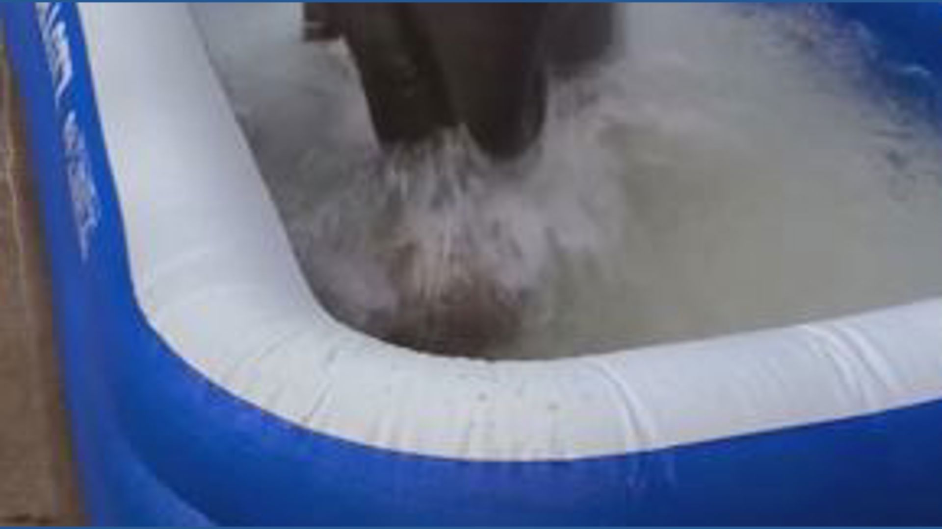 Elephant makes splashes in pool at OKC Zoo | wkyc.com