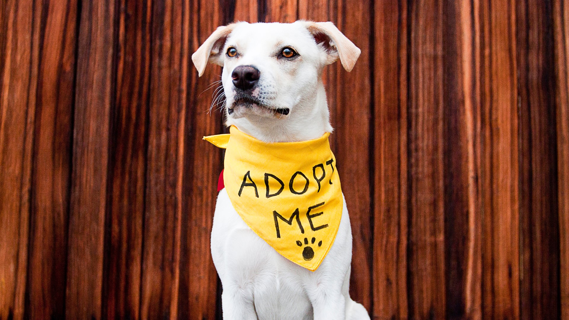 World's largest mobile pet adoption unit comes to Parma Friday | wkyc.com