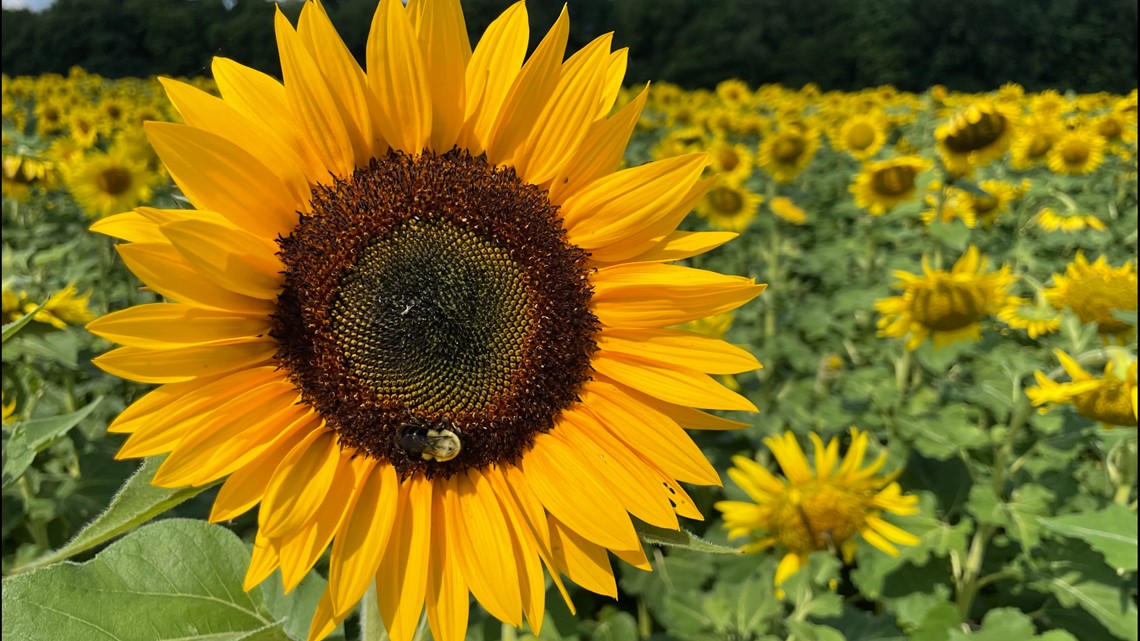 Maria's Field Of Hope 2022: Sunflowers blooming at Cedar Point | wkyc.com