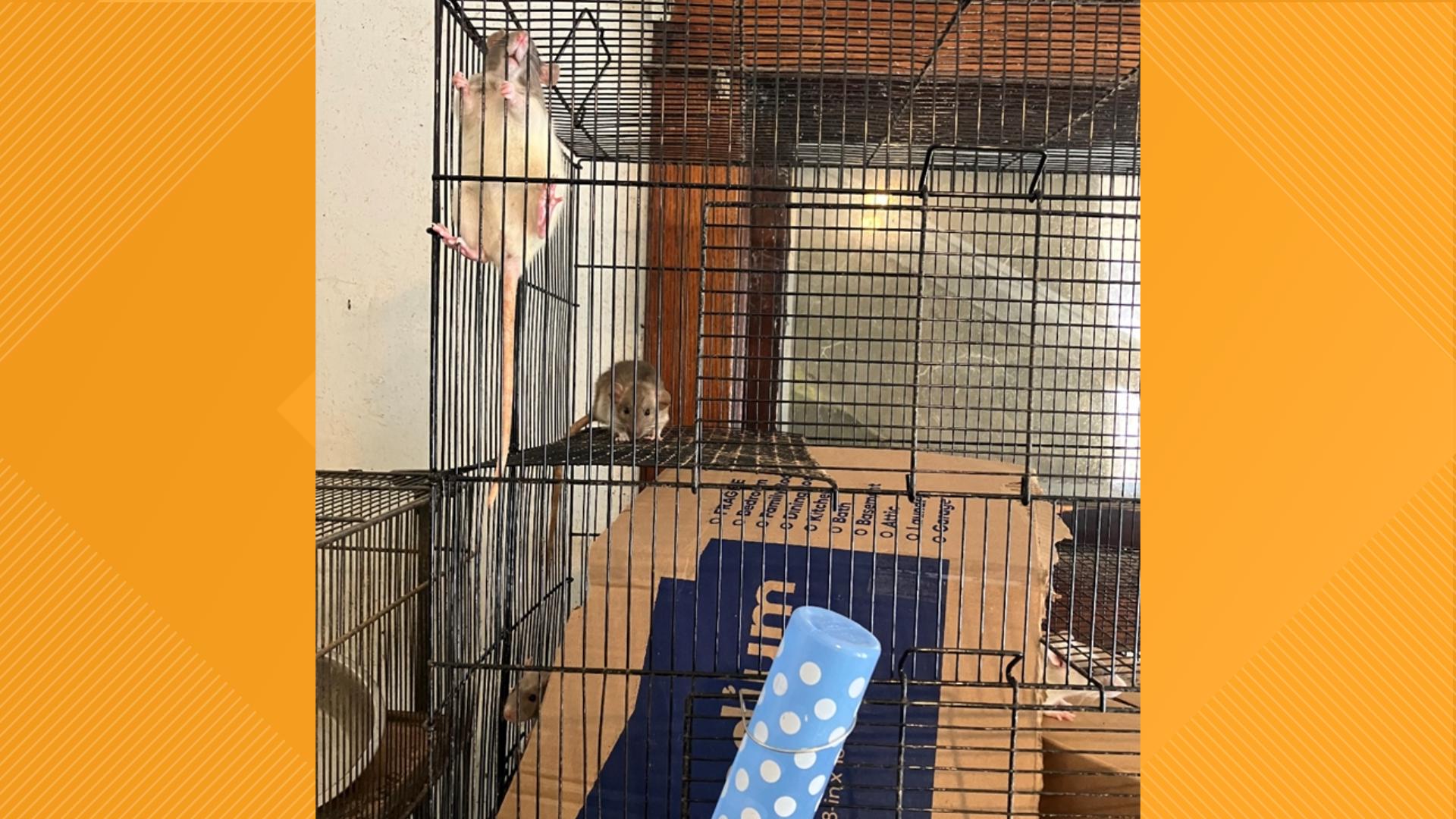 Canton couple charged with animal cruelty, possible human remains ...