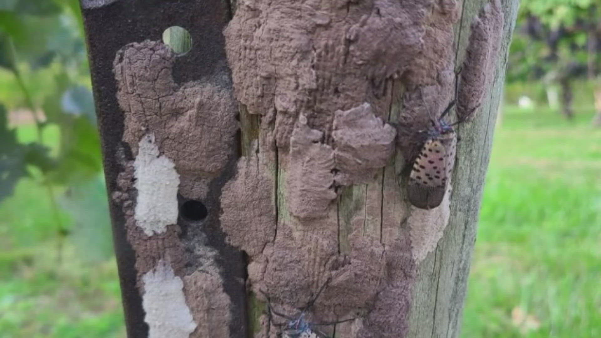 Spotted lanternfly eggs set to hatch soon in Ohio | wkyc.com