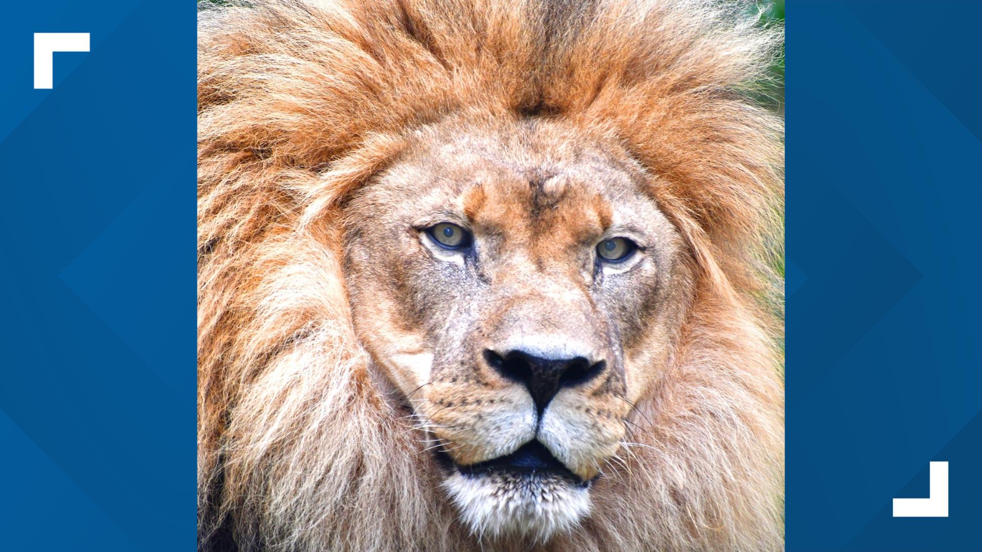 Akron Zoo: Tamarr the lion undergoing treatment for age-related kidney ...