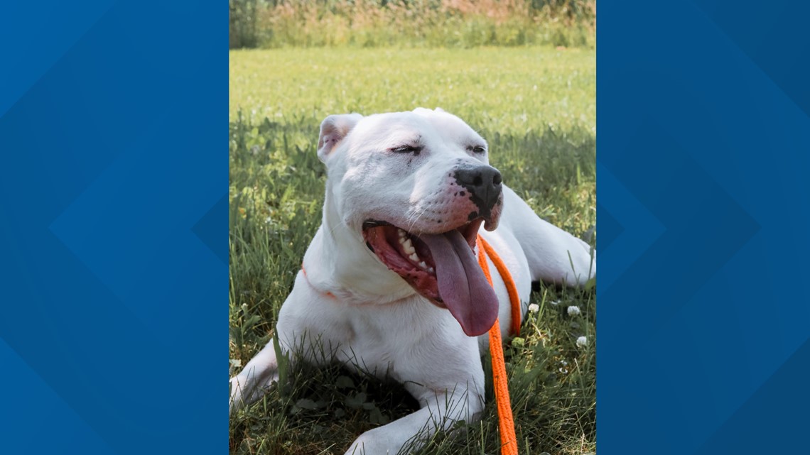 Dog ready for adoption after 3 years at Ashtabula APL | wkyc.com
