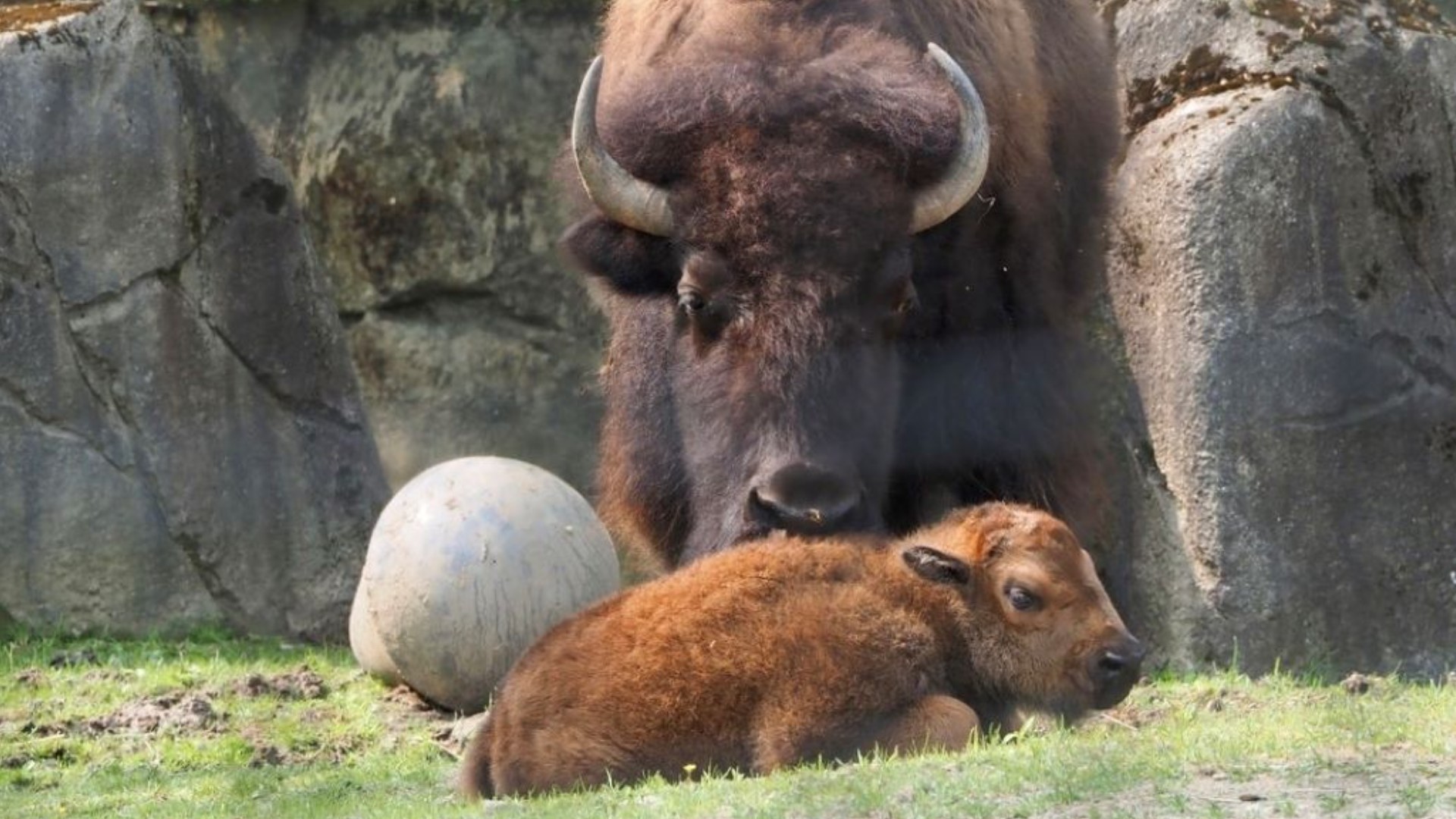 Help name Cleveland Metroparks Zoo's new bison calf | wkyc.com