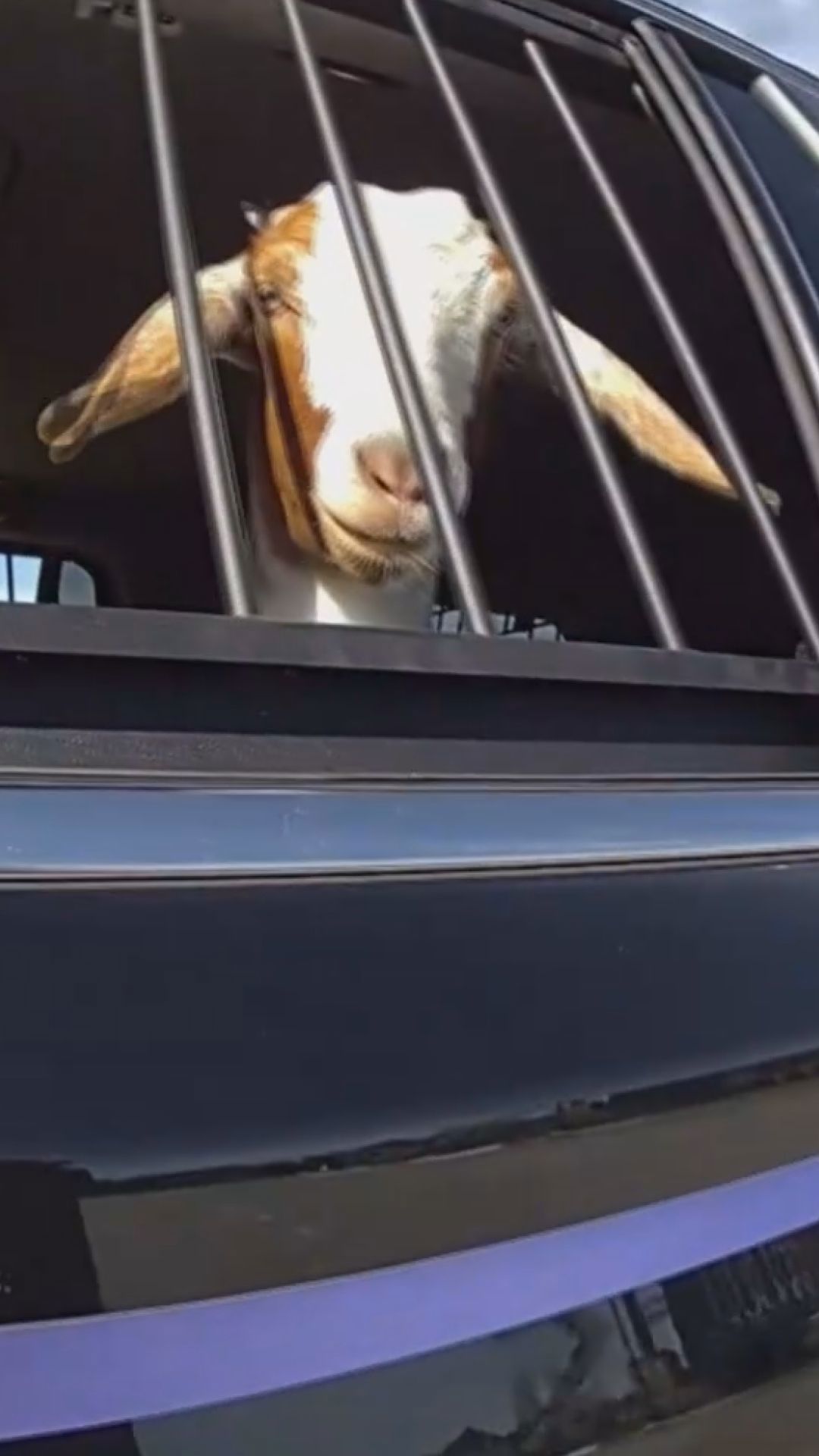 Goat found roadside wrangled by police officer in Texas | wkyc.com