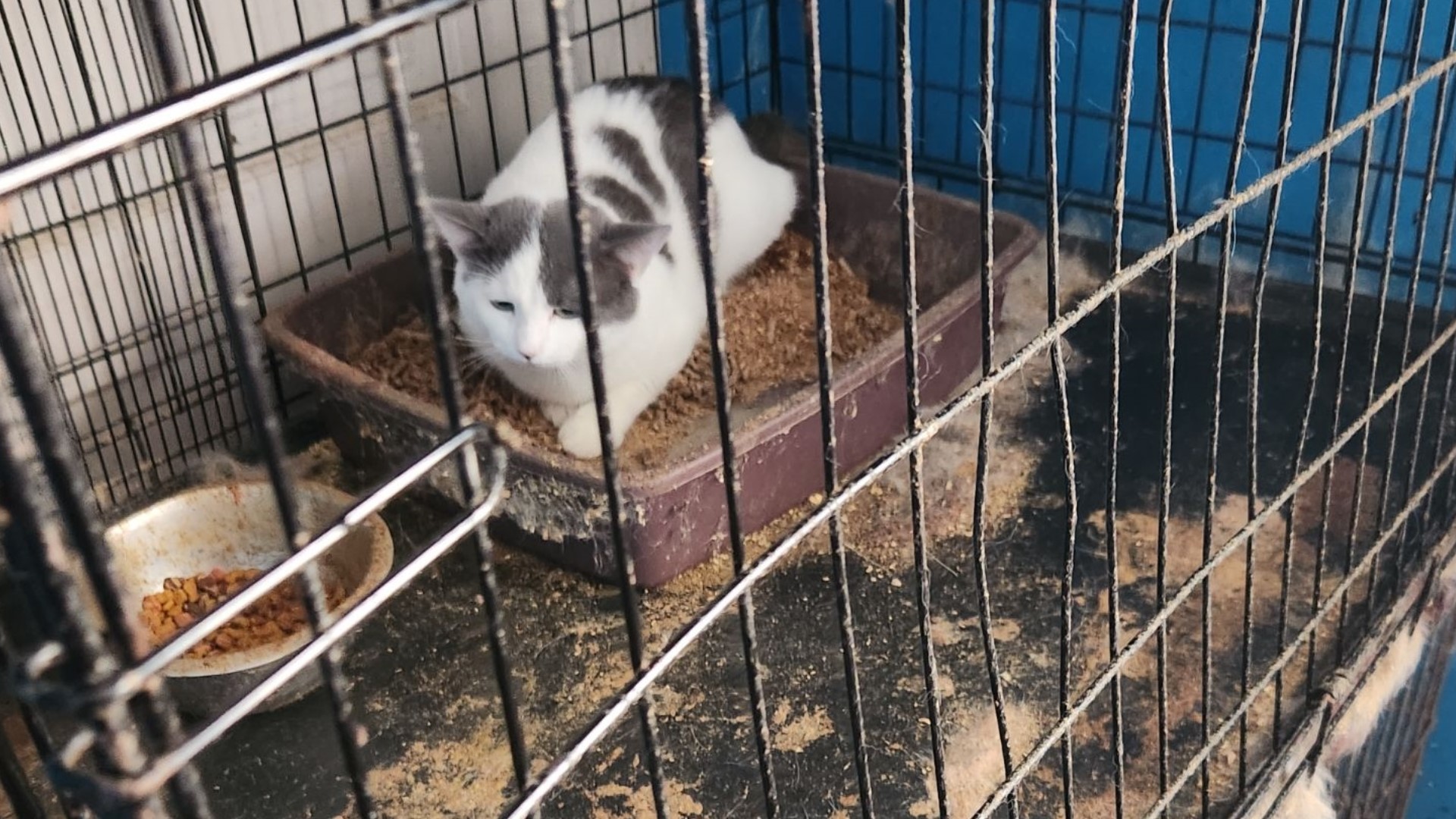 APL removes more than 100 animals from Cleveland house | wkyc.com