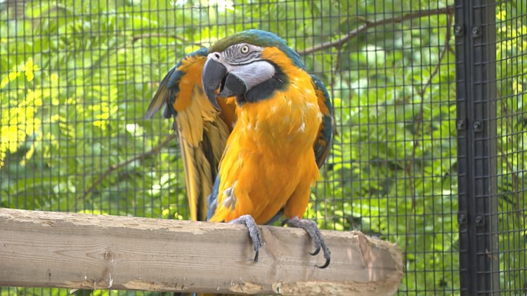 Parrot Hope Rescue in Mantua: What to know before adopting bird | wkyc.com