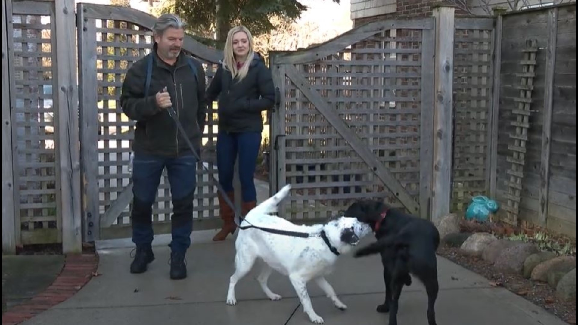 Shaker Hound Academy: Doggy boot training experience in Ohio | wkyc.com