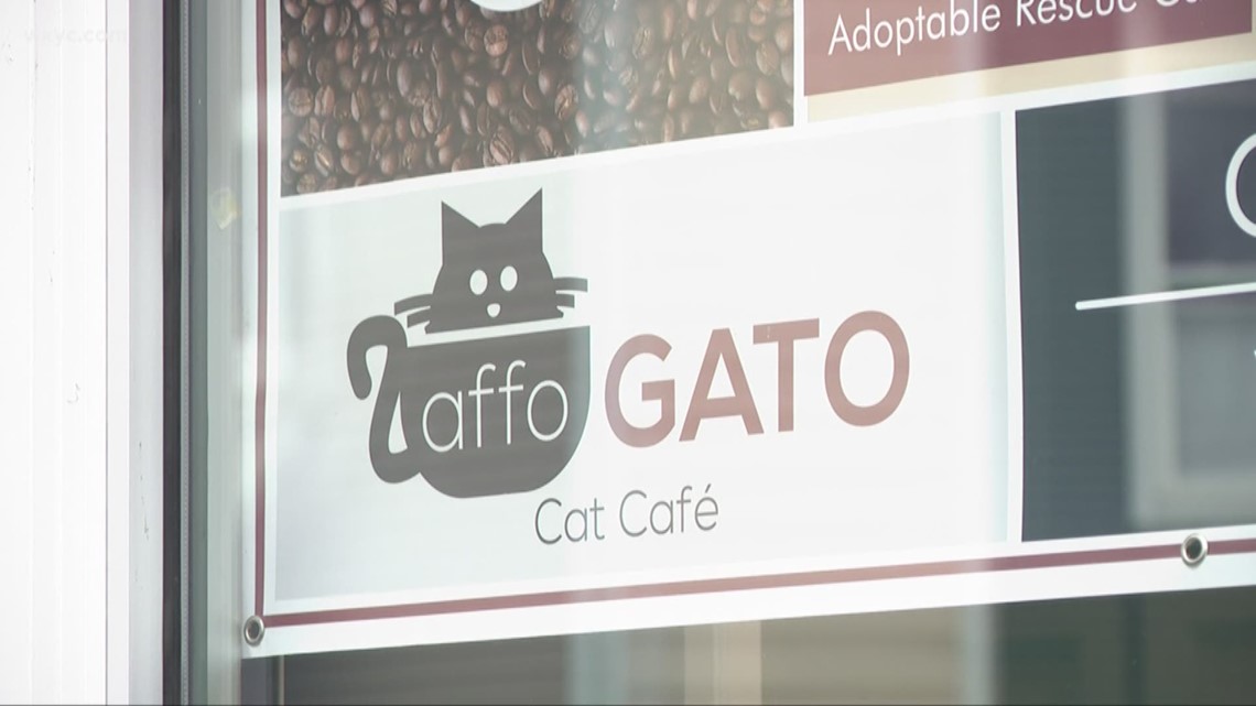 affoGATO Cat Cafe opens in Cleveland: Rules you need to know | wkyc.com