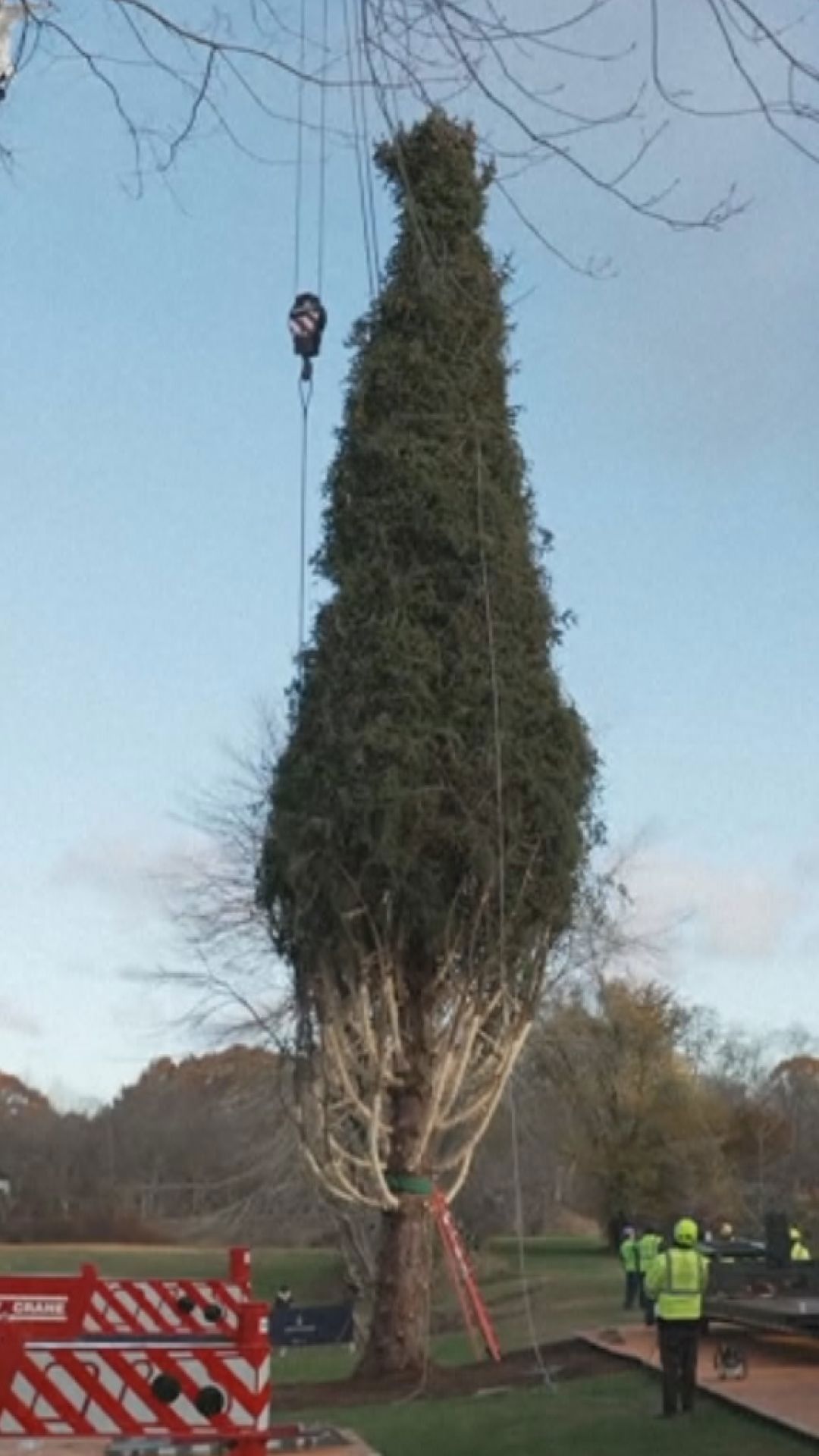 2025 Rockefeller Center Christmas tree cut down in upstate New York ...