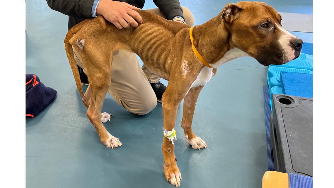 Severely emaciated stray dog found in Lorain starts long road to ...