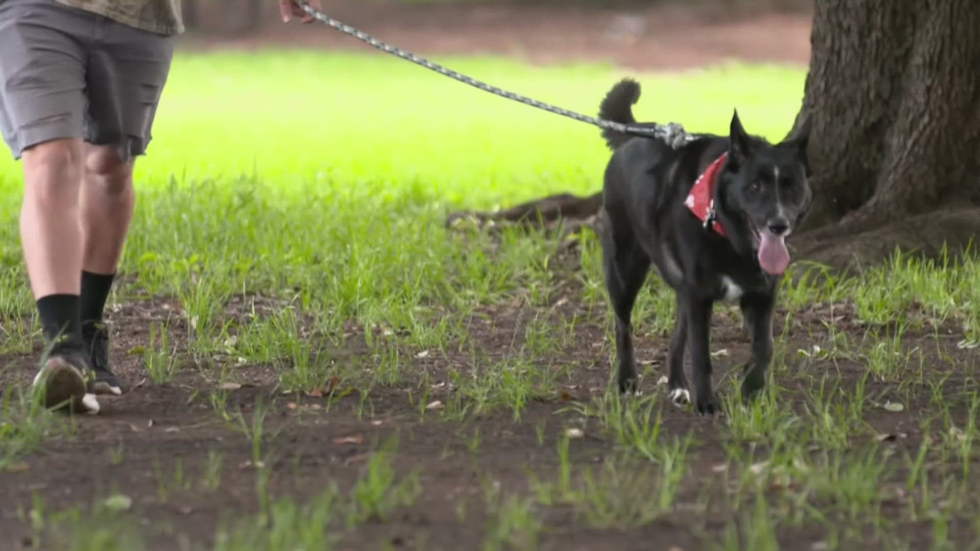 Mail carrier adopts dog after Vietnam veteran owner dies in Texas ...