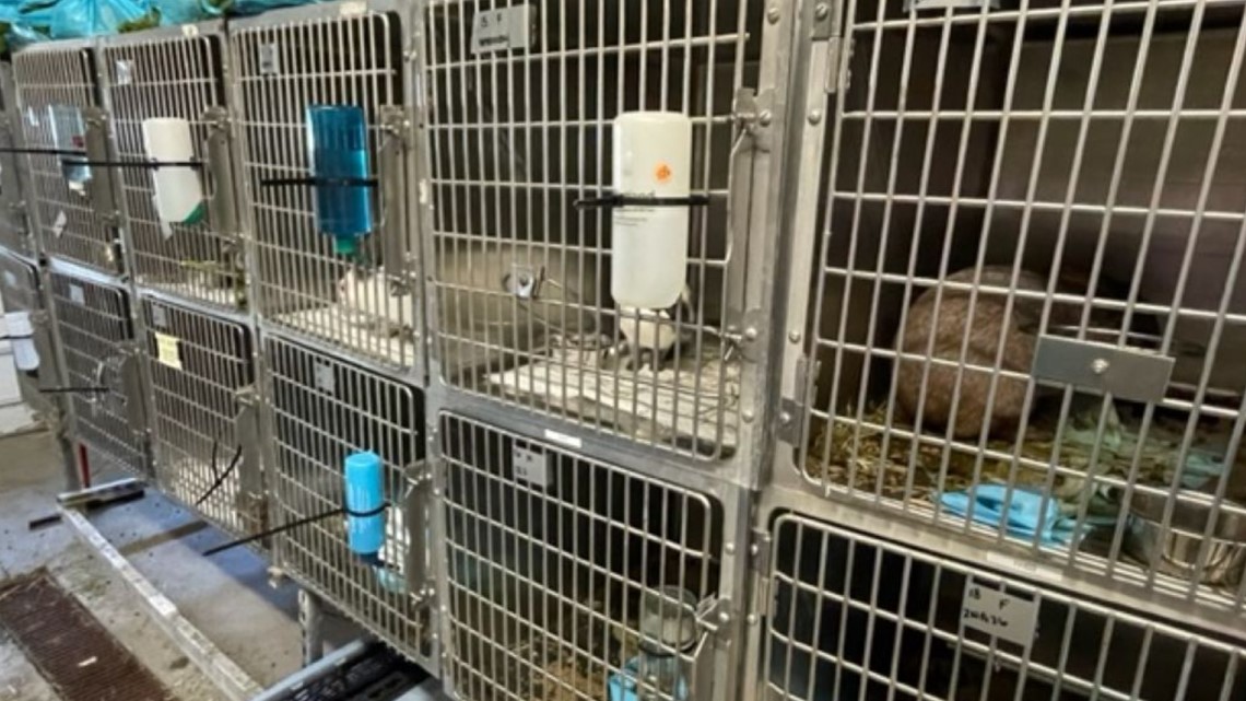 Friendship APL of Lorain County rescues 102 animals | wkyc.com