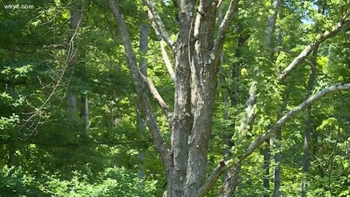 How to keep your trees healthy during the heat wave | wkyc.com
