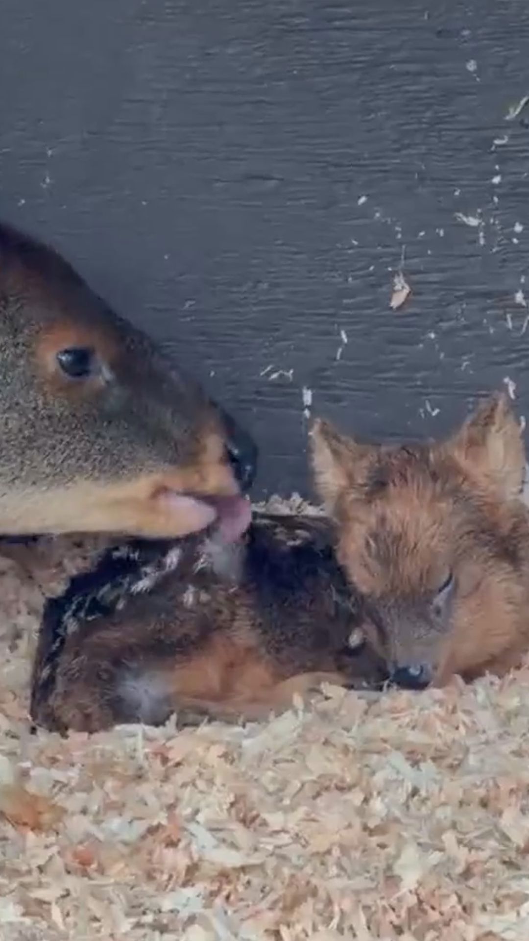 Birth of Southern Pudu baby announced by Oakland Zoo | wkyc.com