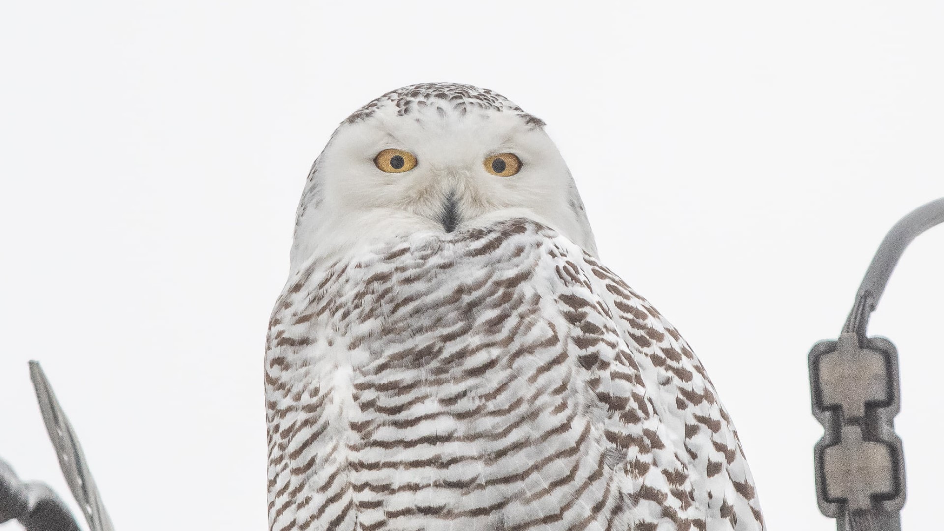 Snowy Owls spotted at Edgewater in Cleveland | wkyc.com