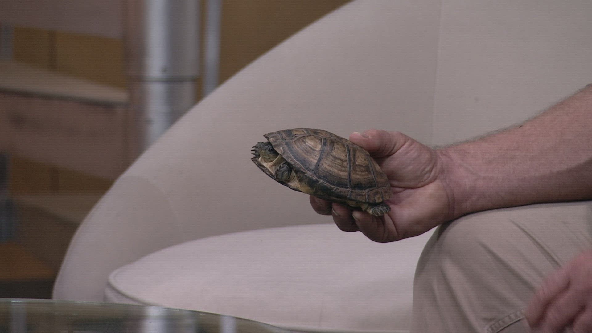 Ready Pet GO! Herps Alive Foundation from South Euclid visits 3News ...