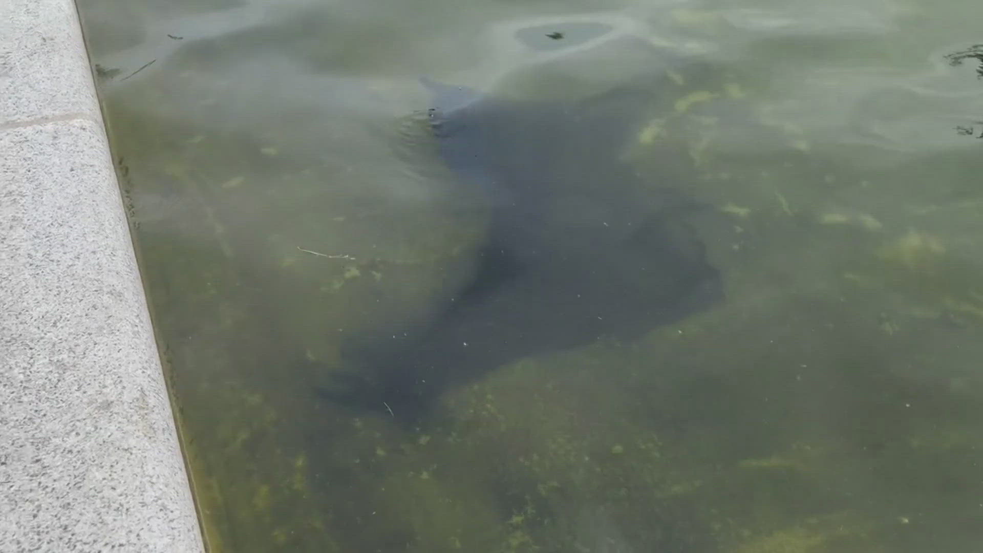 Floating paint pieces, algae bloom raise concerns at newly repainted ...