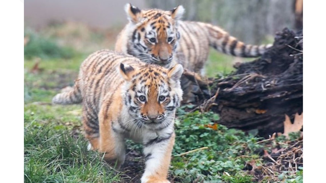Cleveland Metroparks Zoo announces names for tiger cubs | wkyc.com