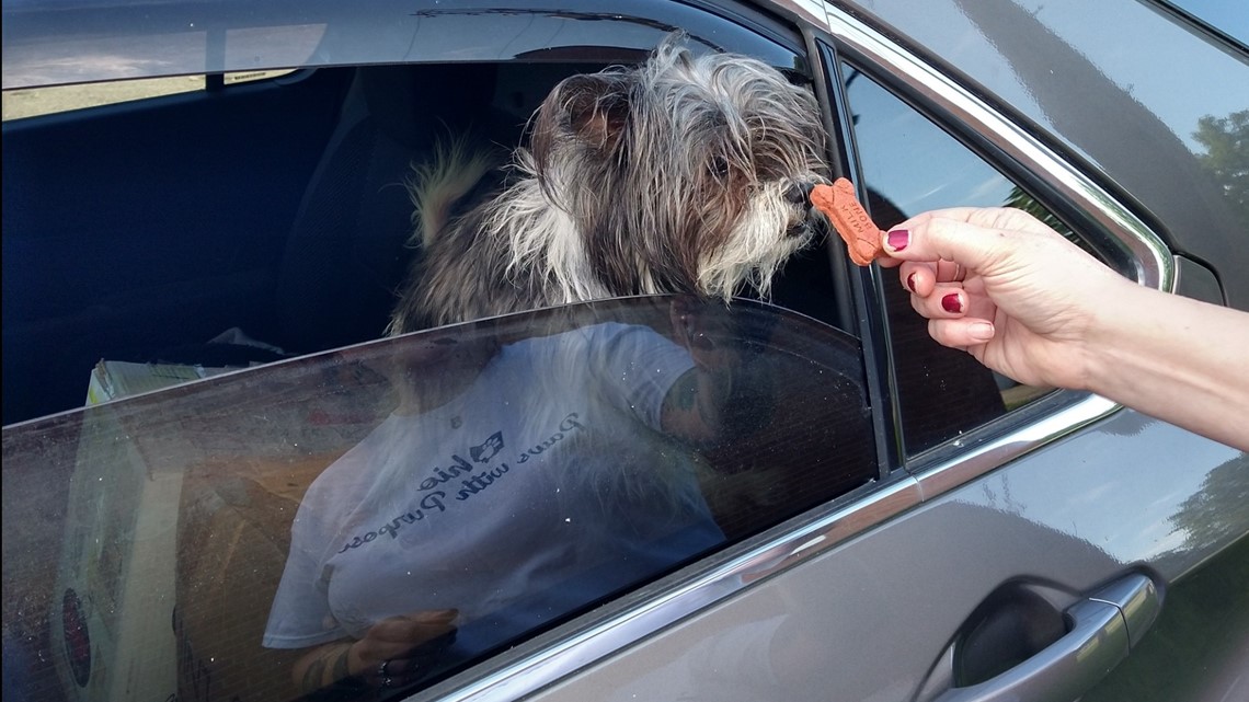 Helping pets in need: Ohio Paws With Purpose | wkyc.com