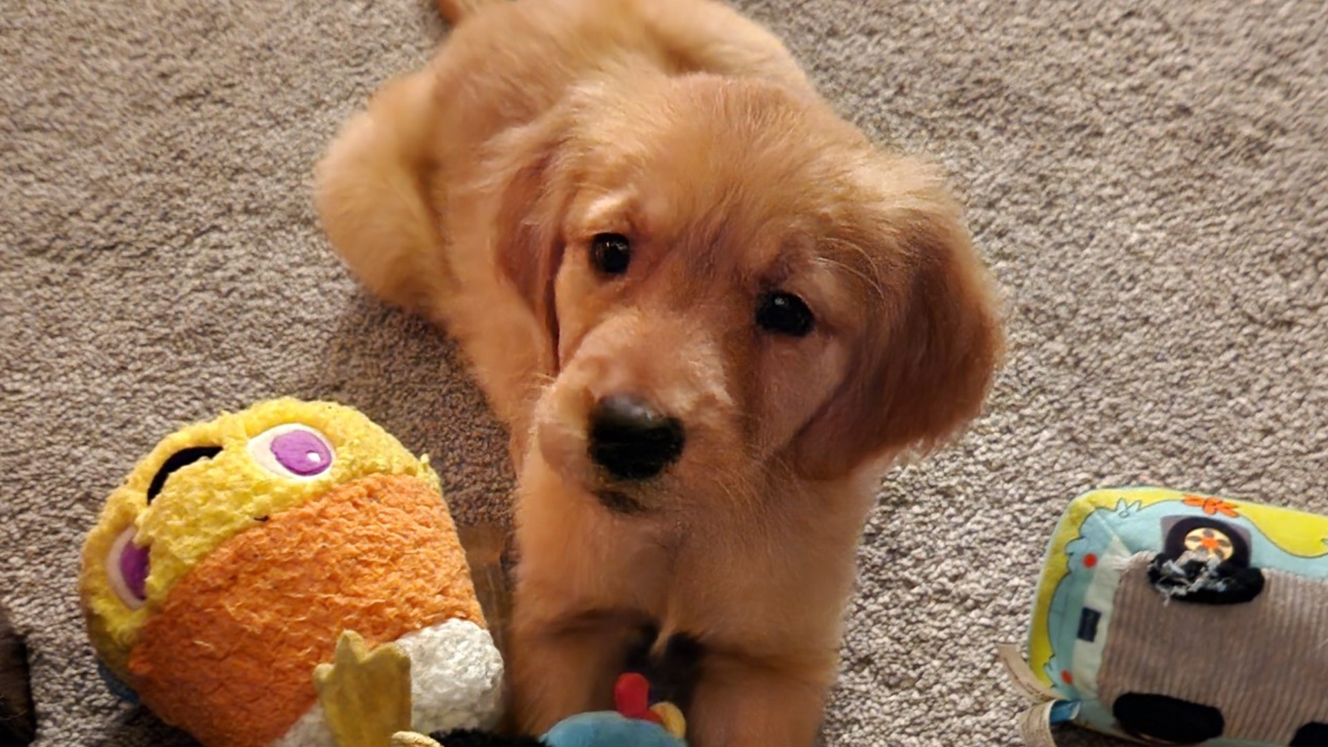 National Puppy Day 2023: Viewer photos | wkyc.com