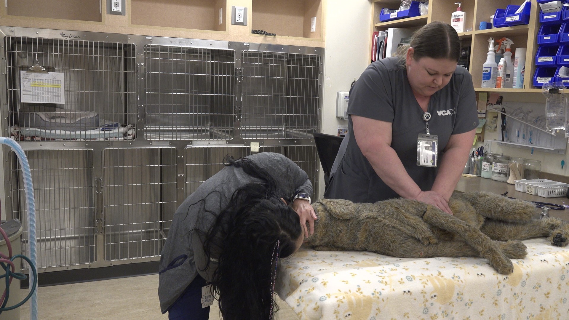 How to do pet CPR: Expert advice for an animal emergency | wkyc.com