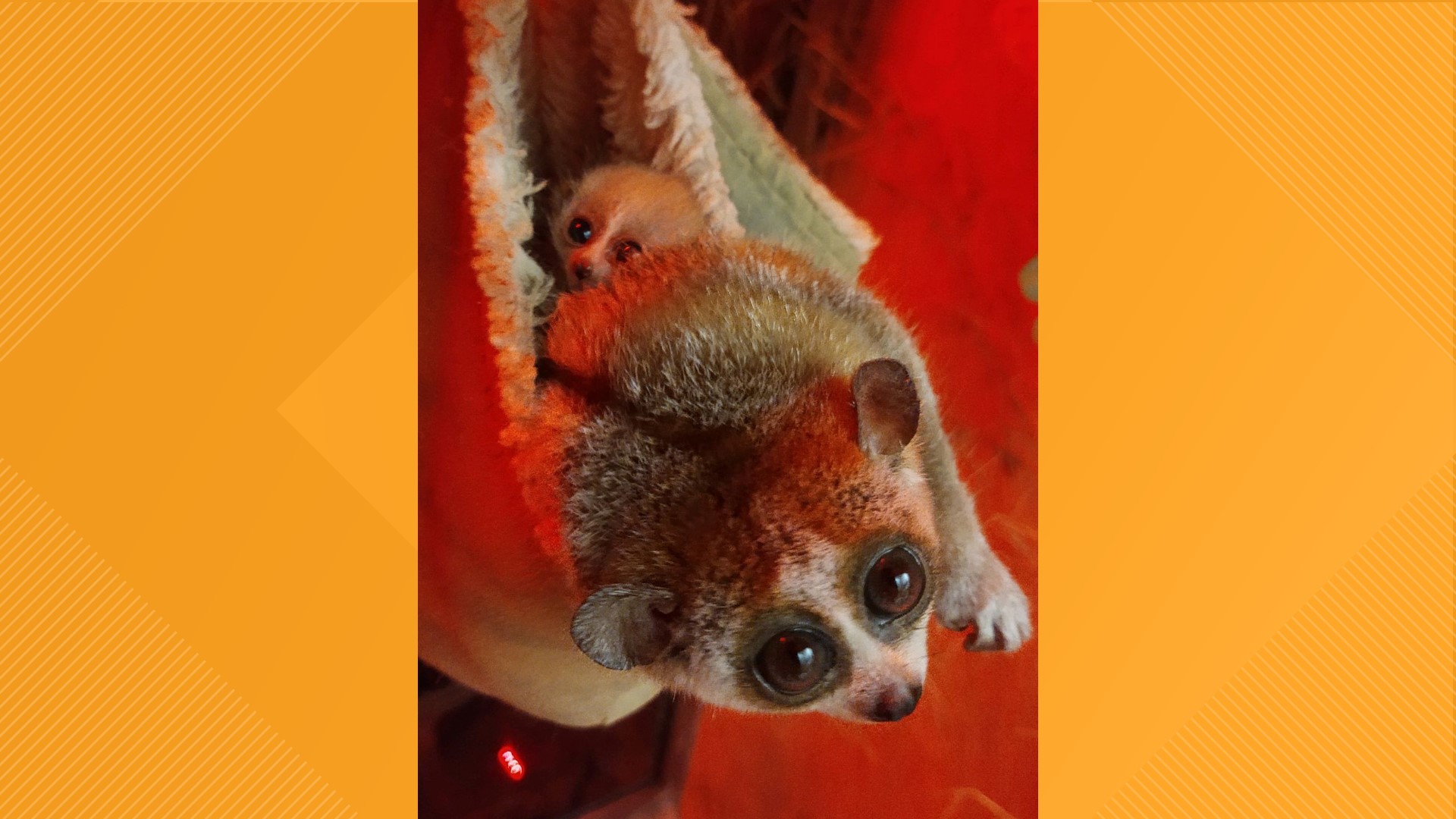 Pygmy slow loris born at Cleveland Metroparks Zoo | wkyc.com