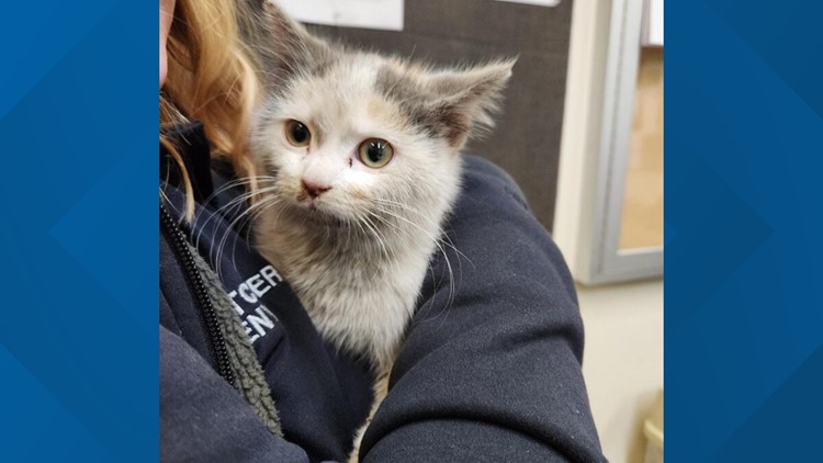 University Circle police rescue kitten trapped in shuttle bus | wkyc.com
