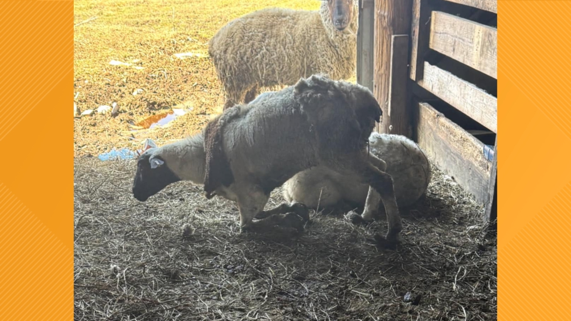 201 farm animals rescued from 'inhumane' conditions in Wellington ...