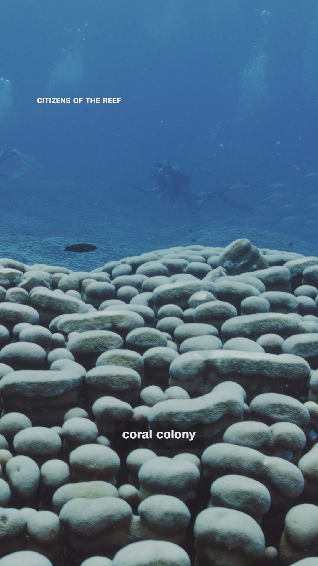 World’s largest coral colony discovered off Australian coast by mother ...