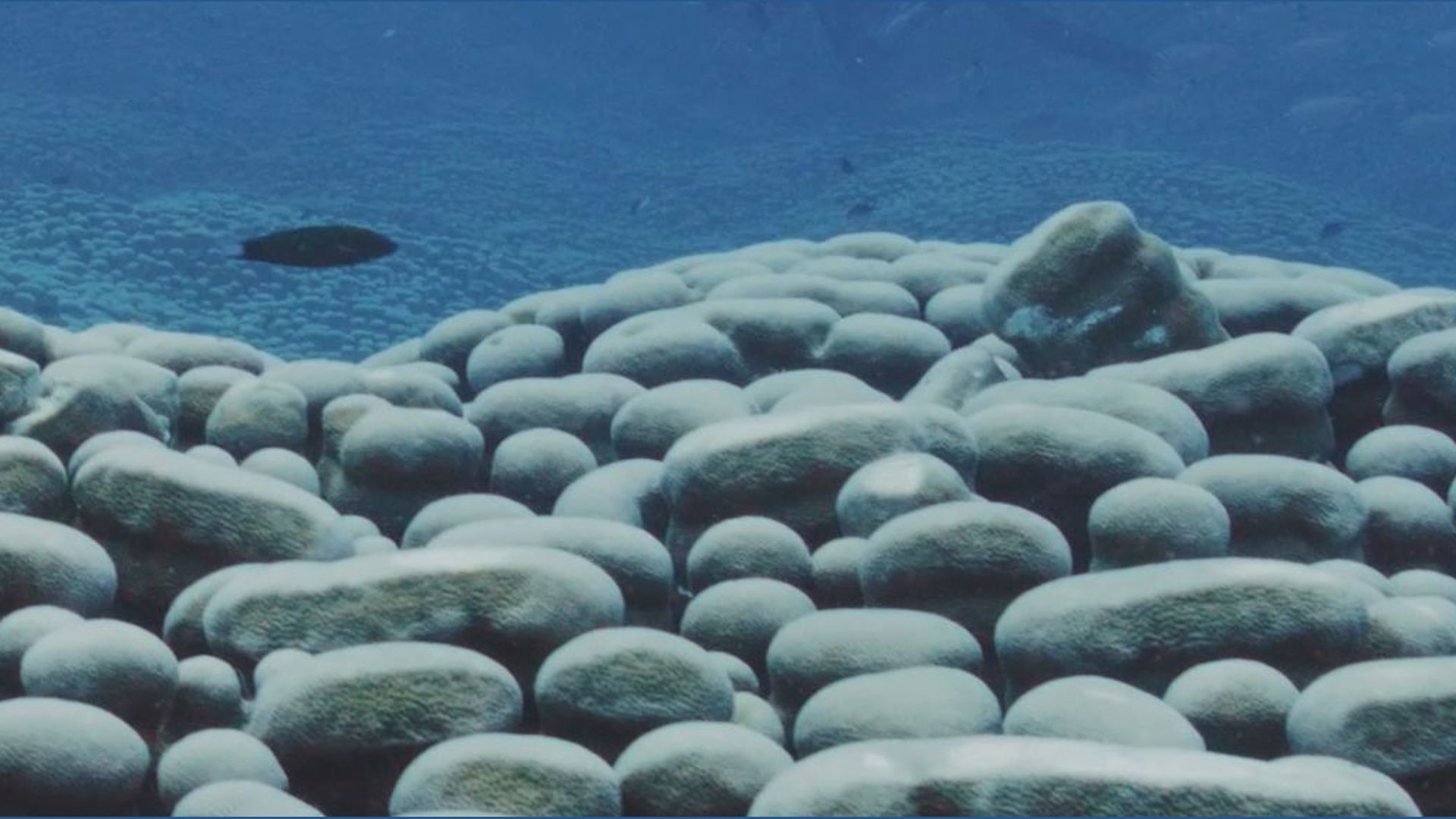 World’s largest coral colony discovered off Australian coast by mother ...
