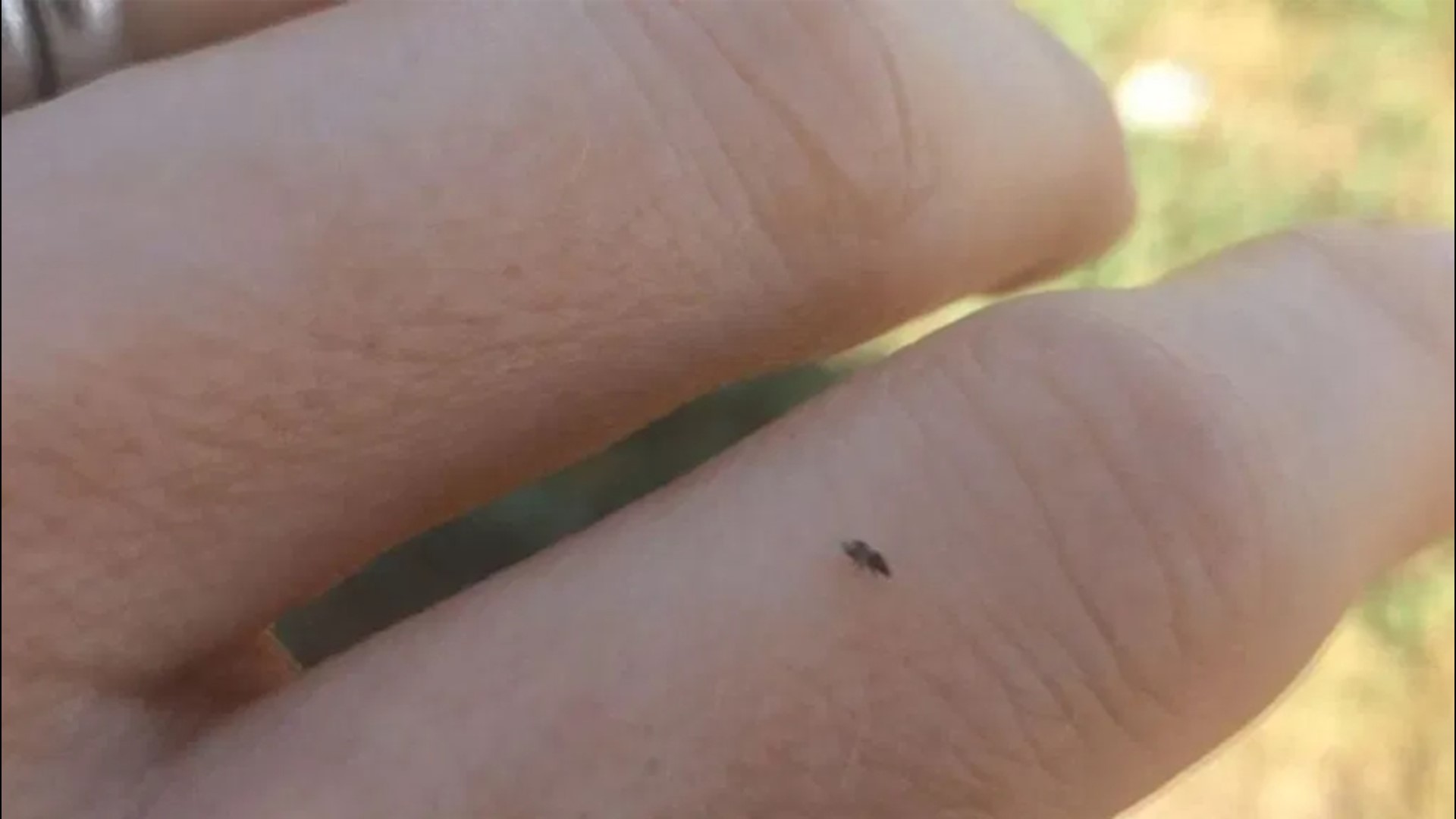 The tiny black bug with a huge bite | wkyc.com