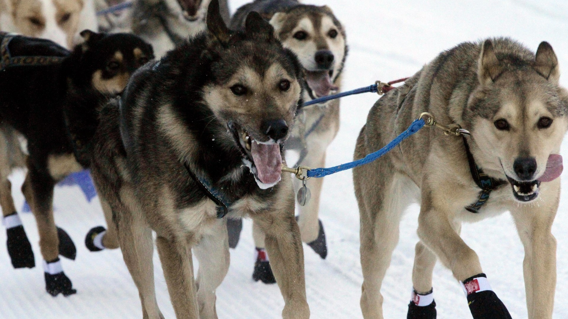 Iditarod sled dog race kicks off trek across Alaska | wkyc.com