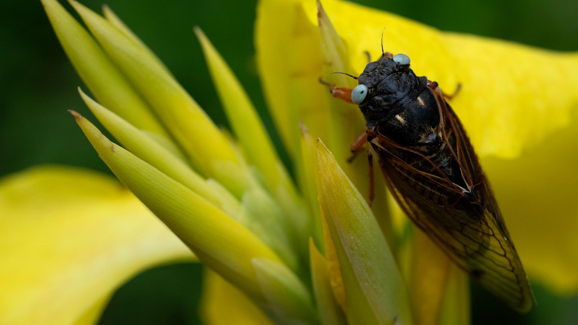 Rare blue-eyed cicada spotted in Chicago suburb | wkyc.com
