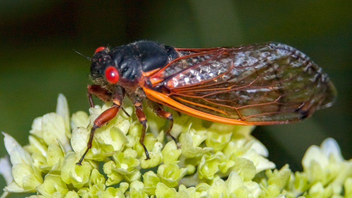 Police: Cicada causes traffic crash in Cincinnati | wkyc.com