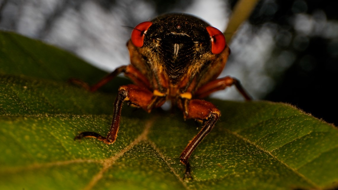 Cicada broods to emerge in 221-year event | wkyc.com
