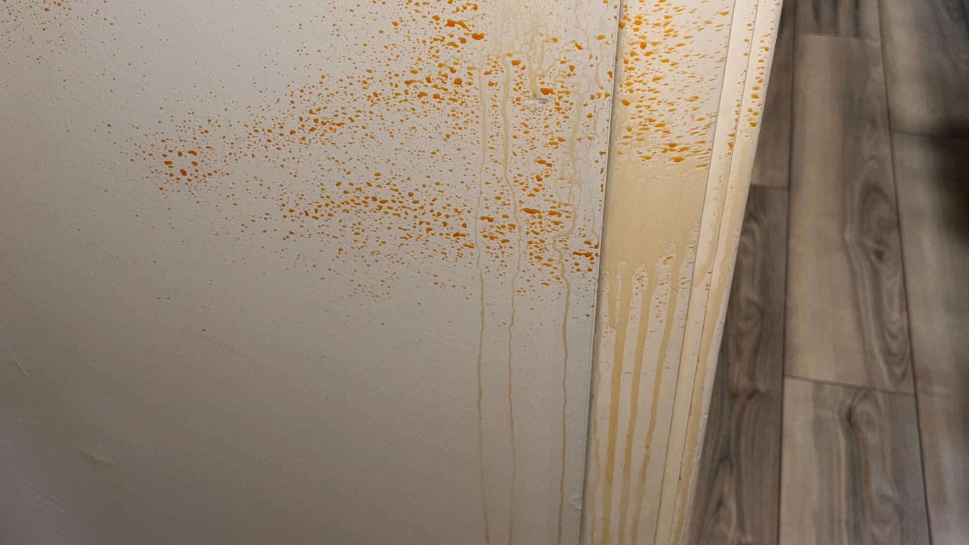 Indiana postman caught on video pepper spraying dog | wkyc.com