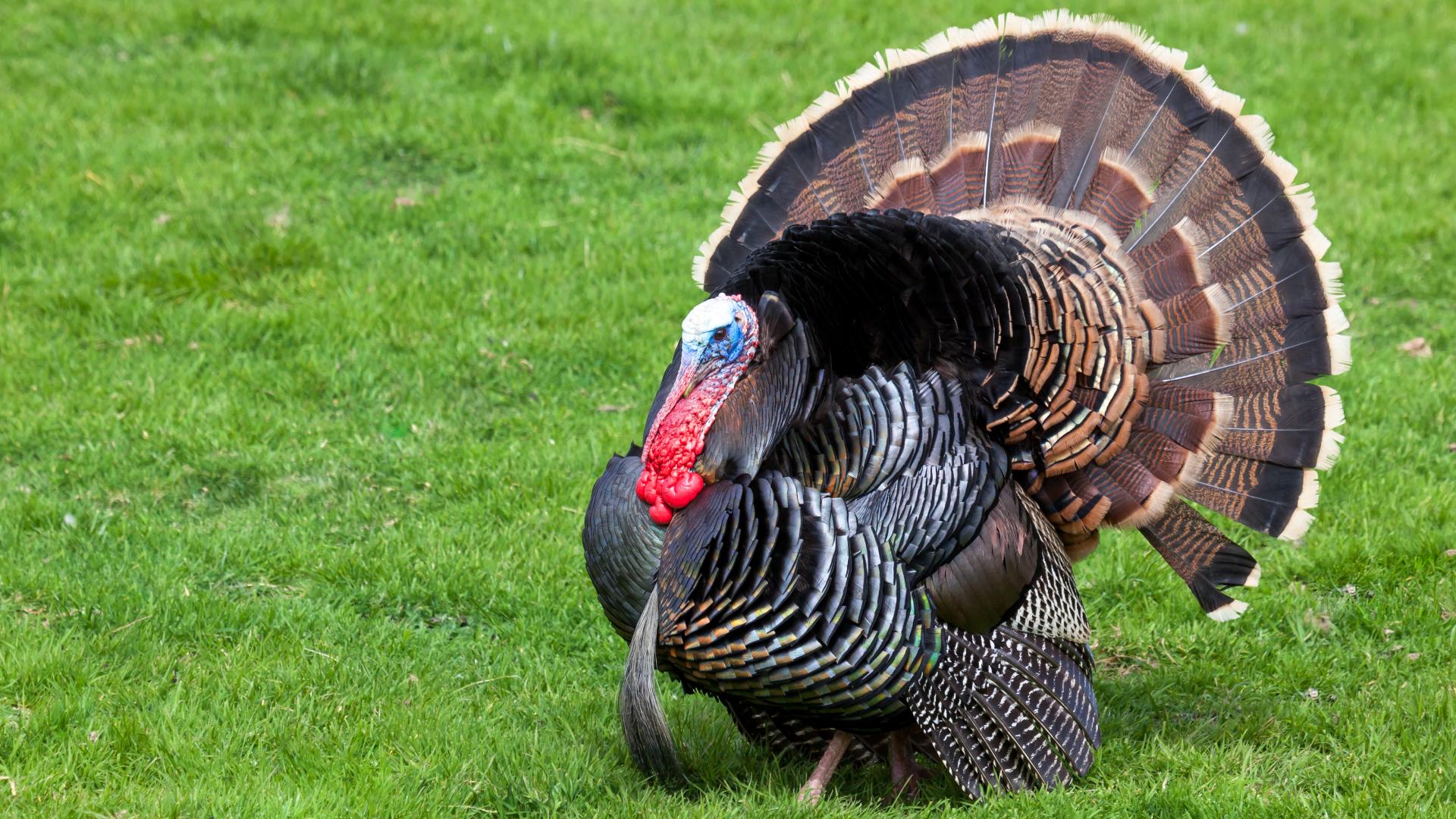 State officials warn of 513 area code phone scams | wkyc.com