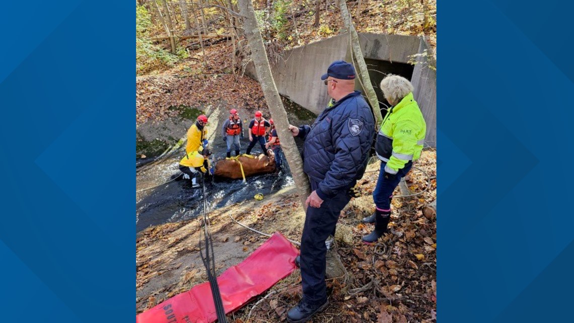 Connecticut firefighters rescue cow trapped in water tunnel | wkyc.com