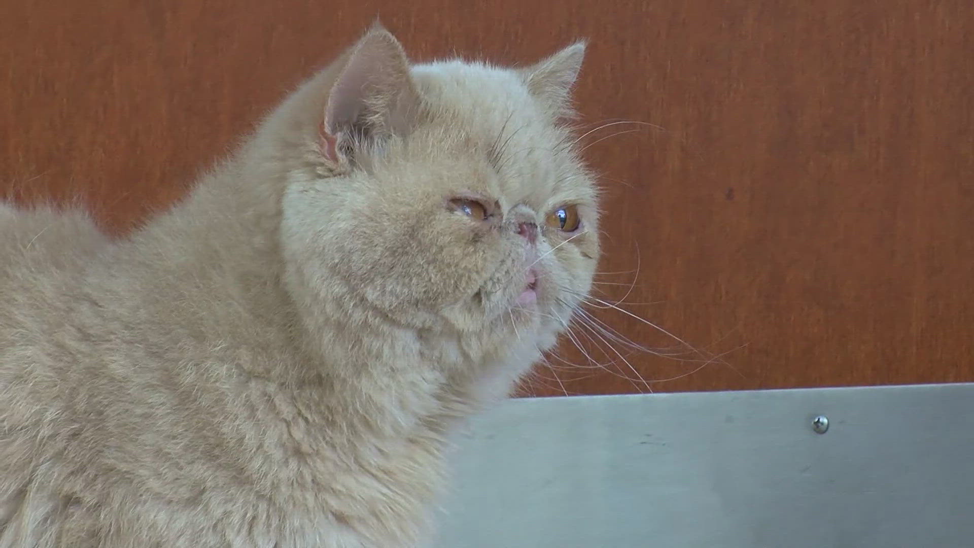 BGSU football's locker room cat goes viral | wkyc.com
