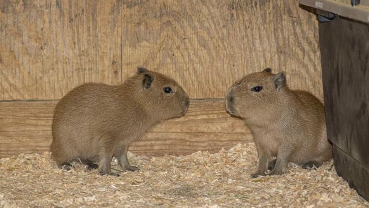 2 capybara pups born in Port Clinton wildlife park | wkyc.com
