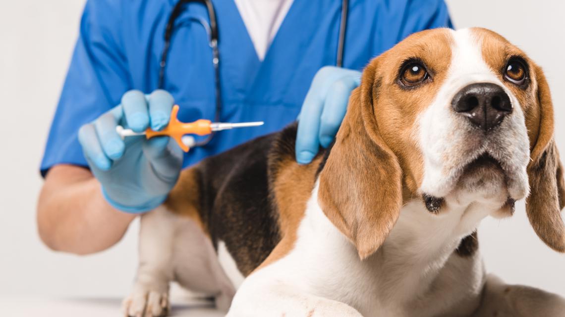 Veterinarians: people should check pets' microchips after chip company ...